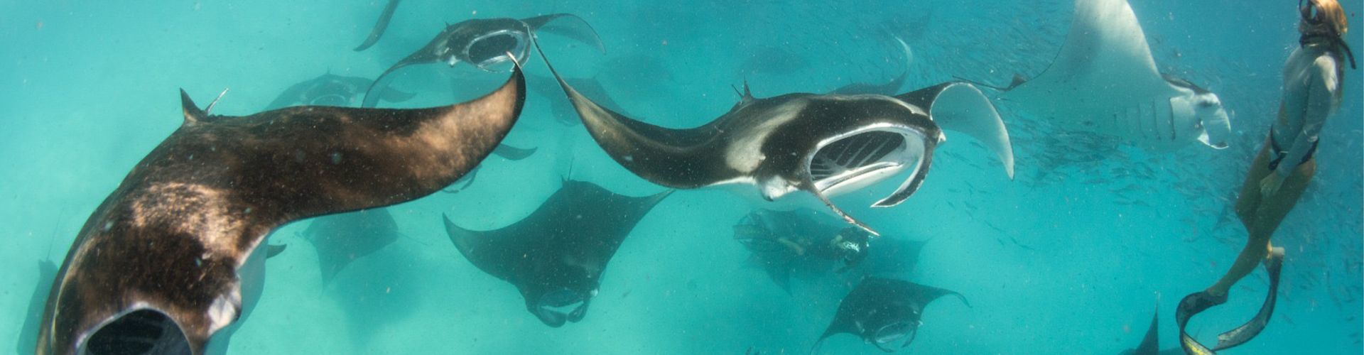 Hanifaru Bay: Manta Haven in the Heart of Maldive