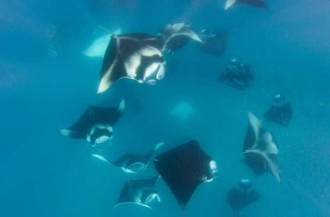 Hanifaru Bay: Manta Haven in the Heart of Maldive